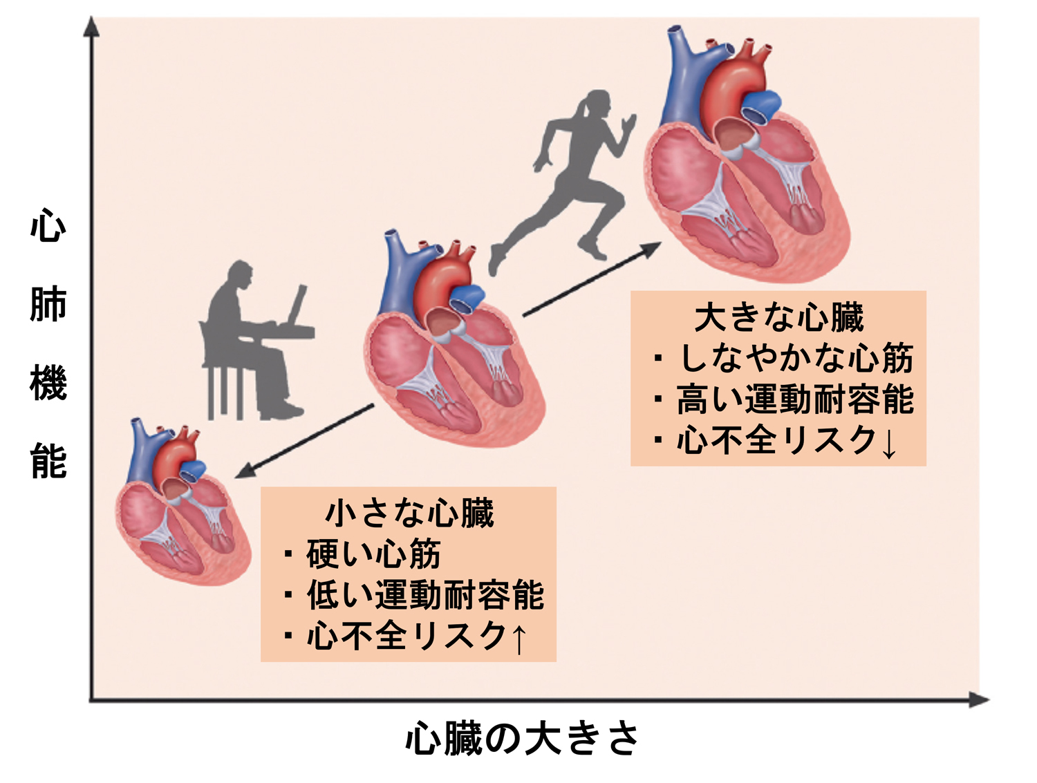 運動不足で心臓もなまけものに?|お知らせ|中目黒診療所